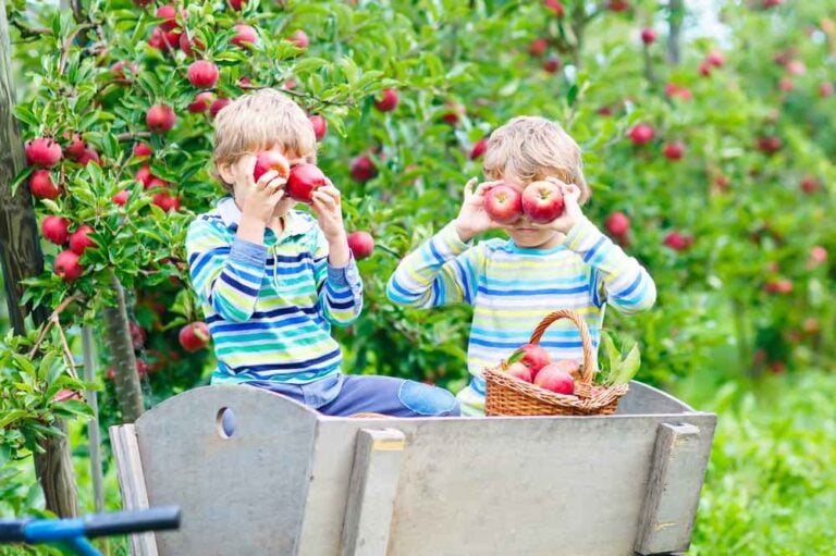 The 14 Best Apple Orchards in Illinois - Minneopa Orchards