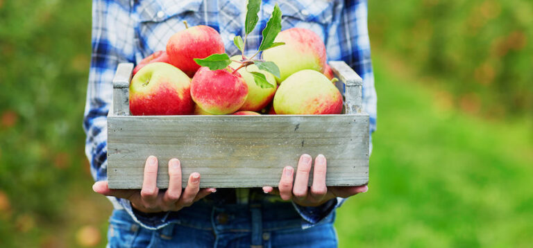 Minnesota Harvest: An Amazing Apple Orchard - Minneopa Orchards