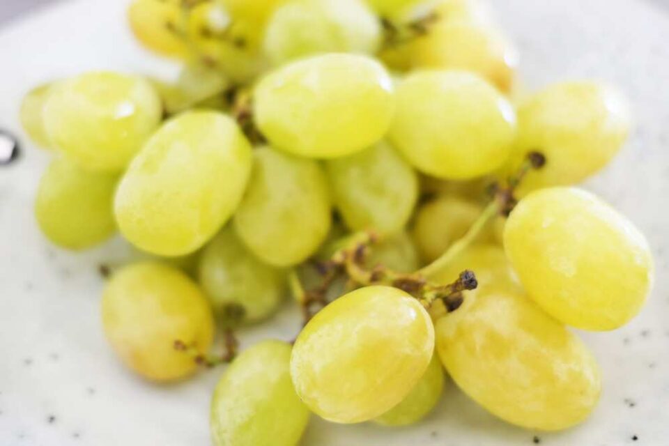 All About Cotton Candy Grapes - Minneopa Orchards