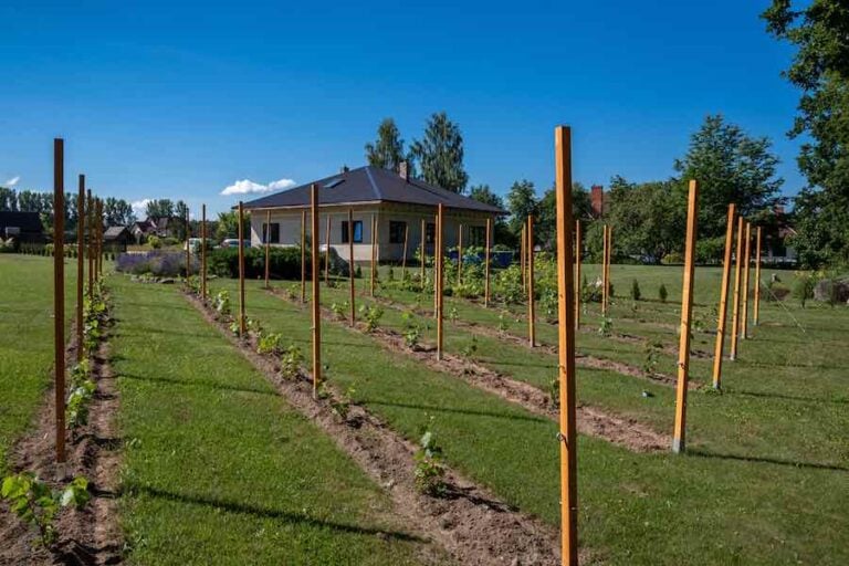 How To Grow Grapes In Your Own Backyard - Minneopa Orchards