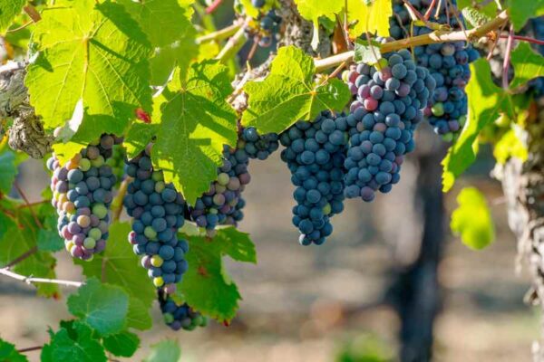 All About Concord Grapes - Minneopa Orchards
