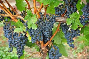 All About Concord Grapes - Minneopa Orchards