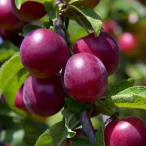 When Is the Right Time To Pick Plums? - Minneopa Orchards