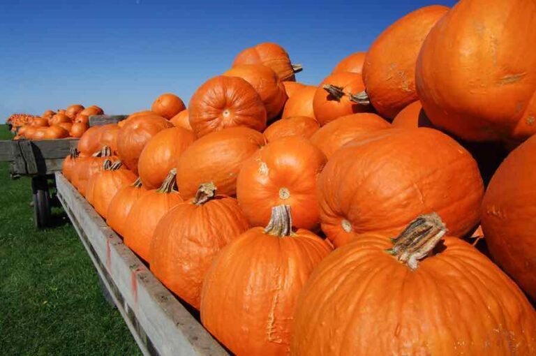 When to Harvest Pumpkins? - Minneopa Orchards