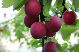 All About Cherry Plums: A Delicious Treat - Minneopa Orchards