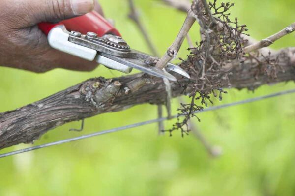 How to Train Grape Vines - Minneopa Orchards