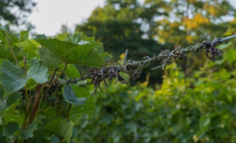 How to Train Grape Vines - Minneopa Orchards