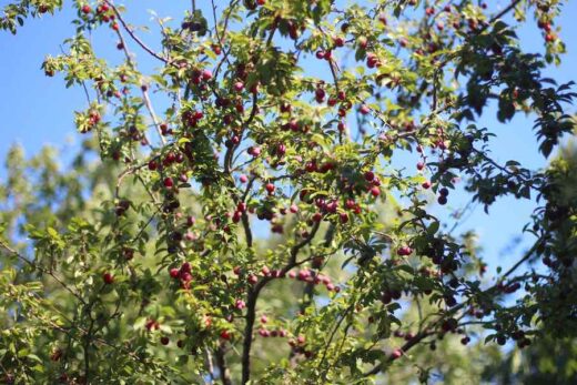 The Santa Rosa Plum Tree: Everything You Need To Know - Minneopa Orchards