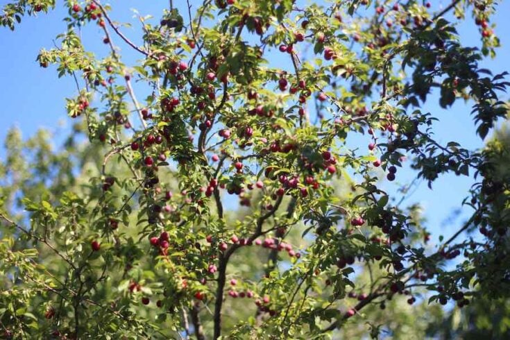 21 Types of Plum Trees - Minneopa Orchards