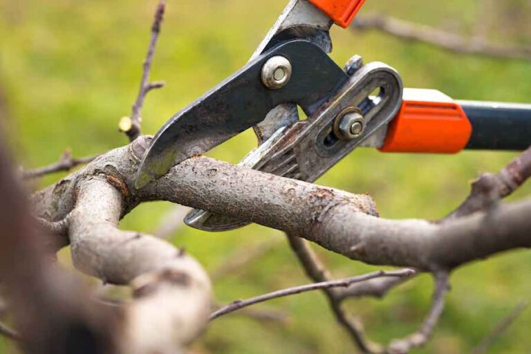 Apricot Tree Care: How To Grow Apricot Trees - Minneopa Orchards