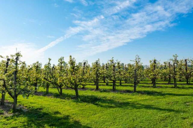 The Santa Rosa Plum Tree: Everything You Need To Know - Minneopa Orchards