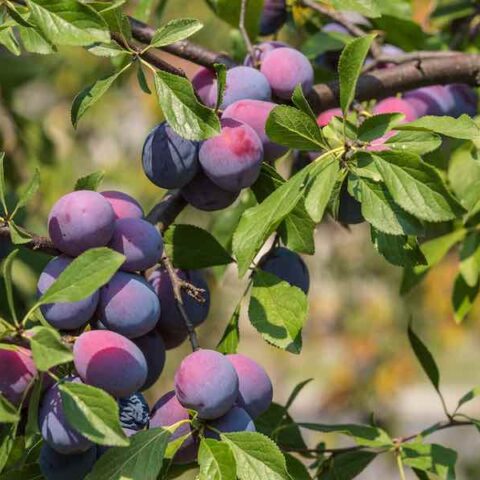 The Santa Rosa Plum Tree: Everything You Need To Know - Minnetonka Orchards
