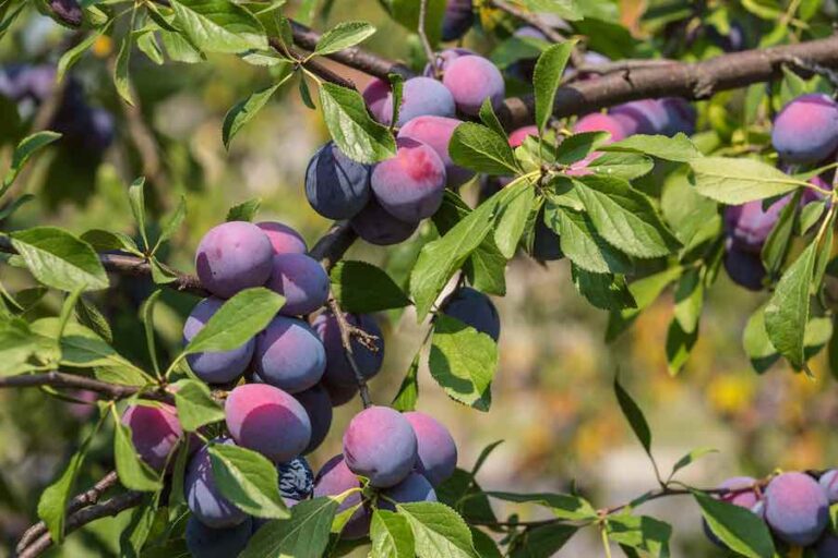 The Santa Rosa Plum Tree: Everything You Need To Know - Minneopa Orchards