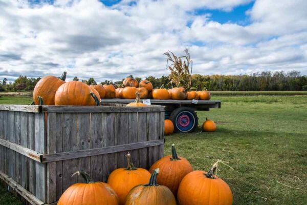 The 10 Best Pumpkin Patches in Wisconsin - Minneopa Orchards