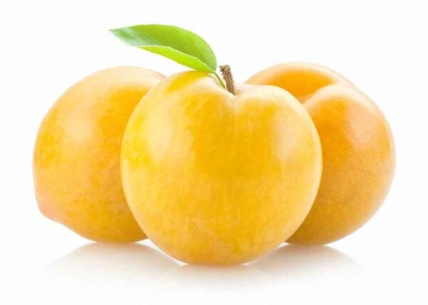 Yellow Plums: Everything You Need To Know - Minneopa Orchards