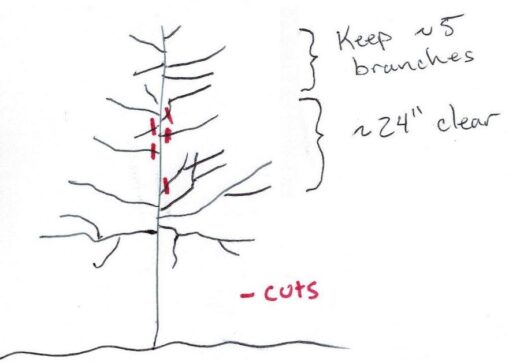 Pruning Apple Trees: The Home Grower's Complete Guide - Minneopa Orchards