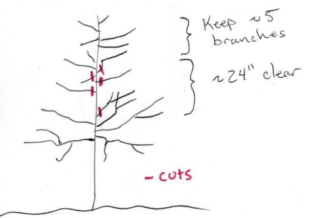 Pruning Apple Trees: The Home Grower's Complete Guide - Minneopa Orchards