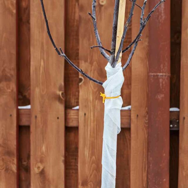 All About Cortland Apples - Minneopa Orchards