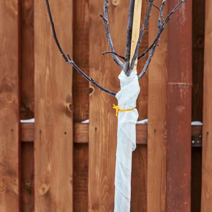 All About Cortland Apples - Minneopa Orchards