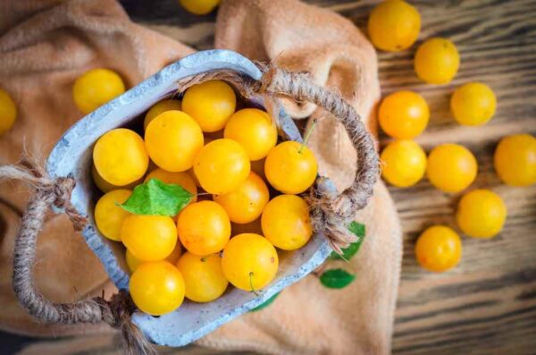 Yellow Plums: Everything You Need To Know - Minneopa Orchards