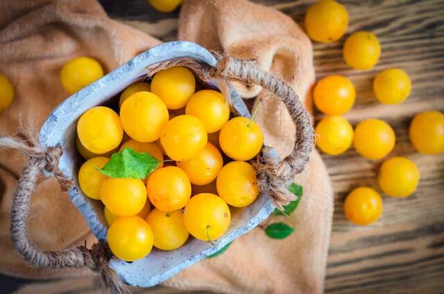 Yellow Plums: Everything You Need To Know - Minneopa Orchards