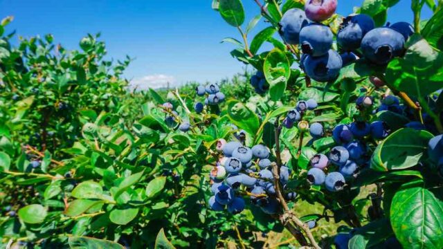 The Complete Guide on How to Prune Blueberries - Minneopa Orchards