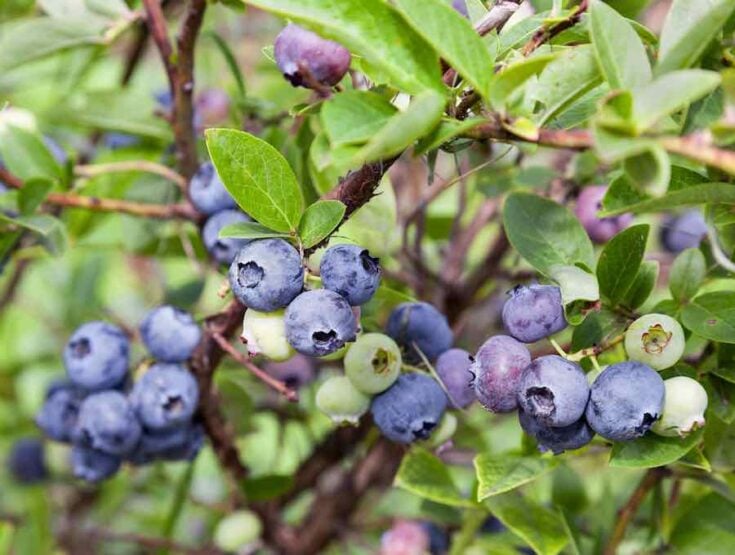 The Complete Guide on How to Prune Blueberries - Minneopa Orchards