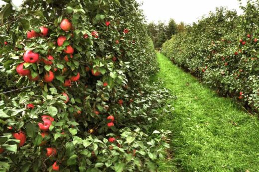 The SnowSweet Apple Tree - Minneopa Orchards