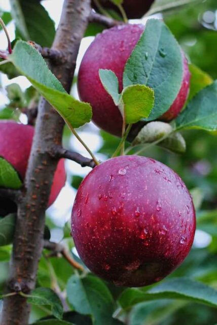 All About Empire Apples - Minneopa Orchards