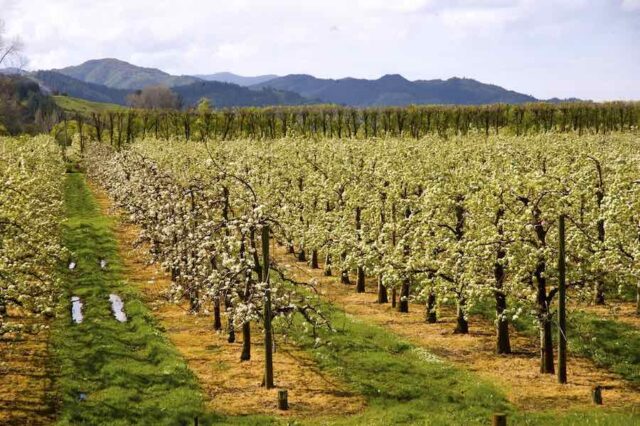 All About Jazz Apples - Minneopa Orchards