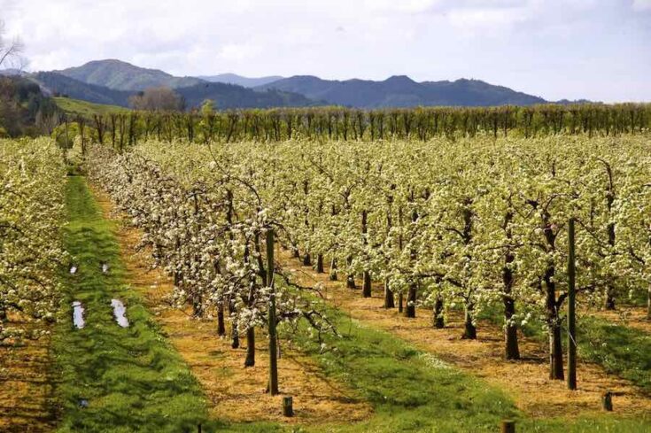 All About Jazz Apples - Minneopa Orchards