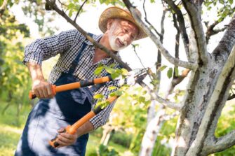 How to Prune a Plum Tree - Minneopa Orchards