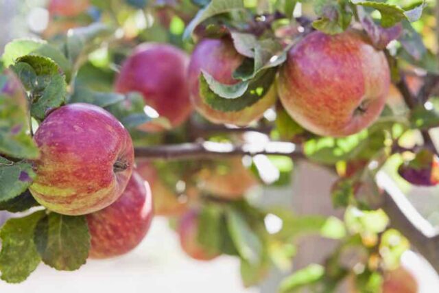 All About Cortland Apples - Minneopa Orchards