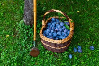 How to Prune a Plum Tree - Minneopa Orchards