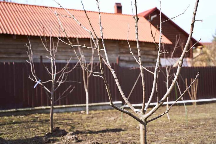 Pruning Apple Trees: The Home Grower's Complete Guide - Minneopa Orchards