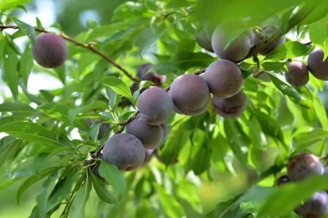 How to Prune a Plum Tree - Minneopa Orchards