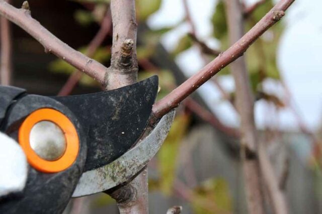 Pruning Apple Trees: The Home Grower's Complete Guide - Minneopa Orchards