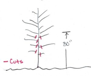 Pruning Apple Trees: The Home Grower's Complete Guide - Minneopa Orchards