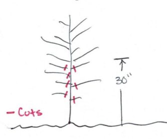 Pruning Apple Trees: The Home Grower's Complete Guide - Minneopa Orchards