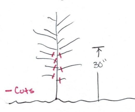 Pruning Apple Trees: The Home Grower's Complete Guide - Minneopa Orchards