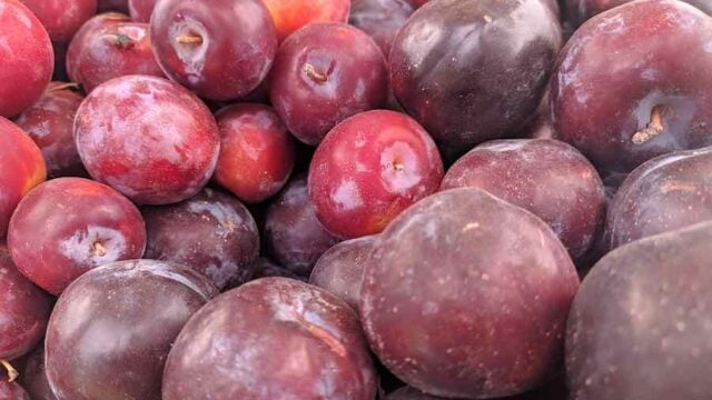 The Satsuma Plum: Everything You Need To Know - Minneopa Orchards