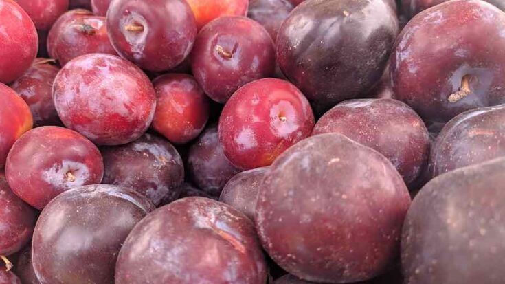 The Satsuma Plum: Everything You Need To Know - Minneopa Orchards