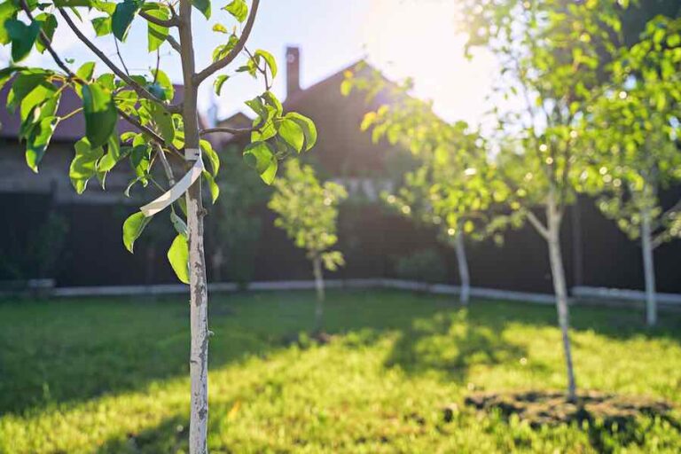 Pruning Apple Trees: The Home Grower's Complete Guide - Minneopa Orchards
