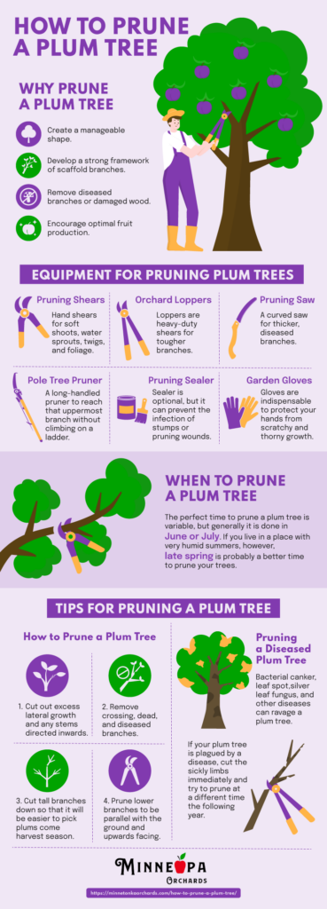 How to Prune a Plum Tree - Minneopa Orchards