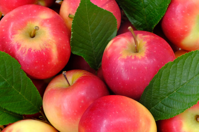 Rockit Apples: Everything you need to know - Minneopa Orchards