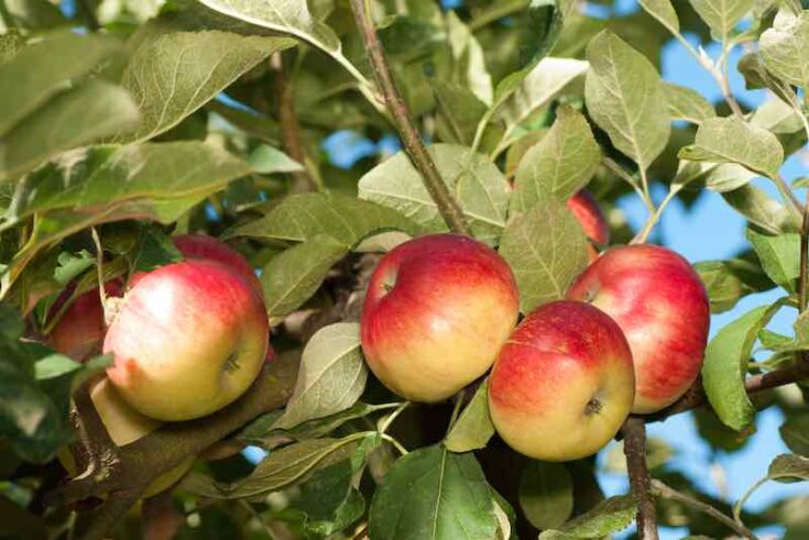 What Are Akane Apples And Why You Should Grow Them - Minneopa Orchards