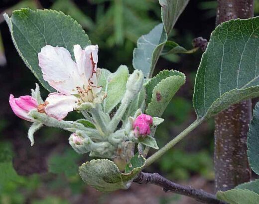 All About Anna Apples - Minneopa Orchards