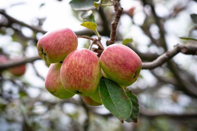 All About Anna Apples - Minneopa Orchards