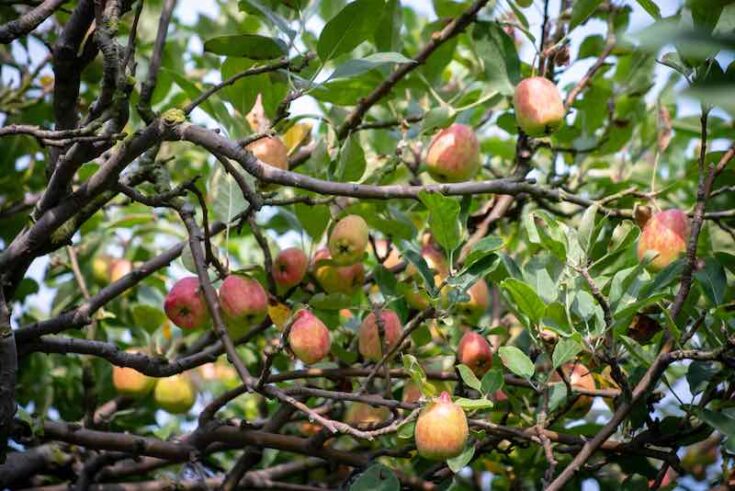 All About Anna Apples - Minneopa Orchards