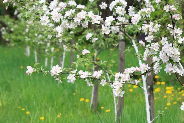 The Northern Spy Apple Tree - Minneopa Orchards